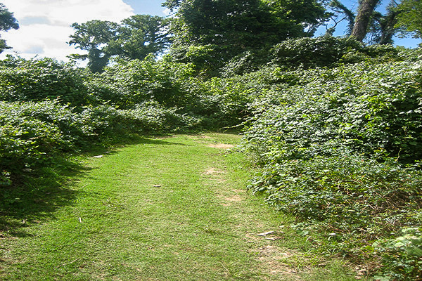 Brazos Bottom Trail - Friends of SFA-SP Trail